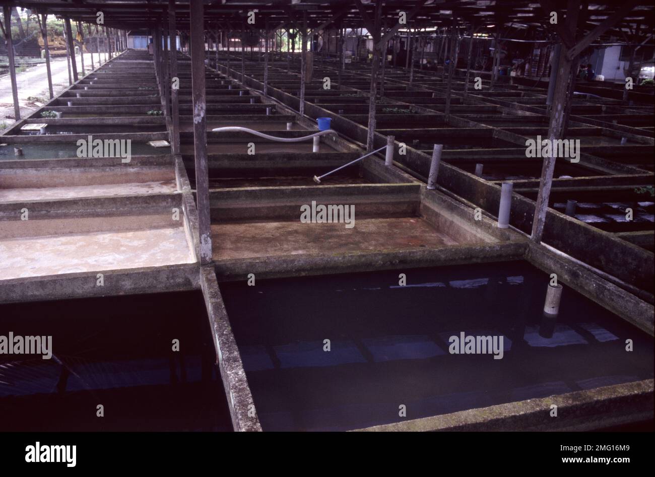 Singapore's aquarium fish farm Stock Photo - Alamy