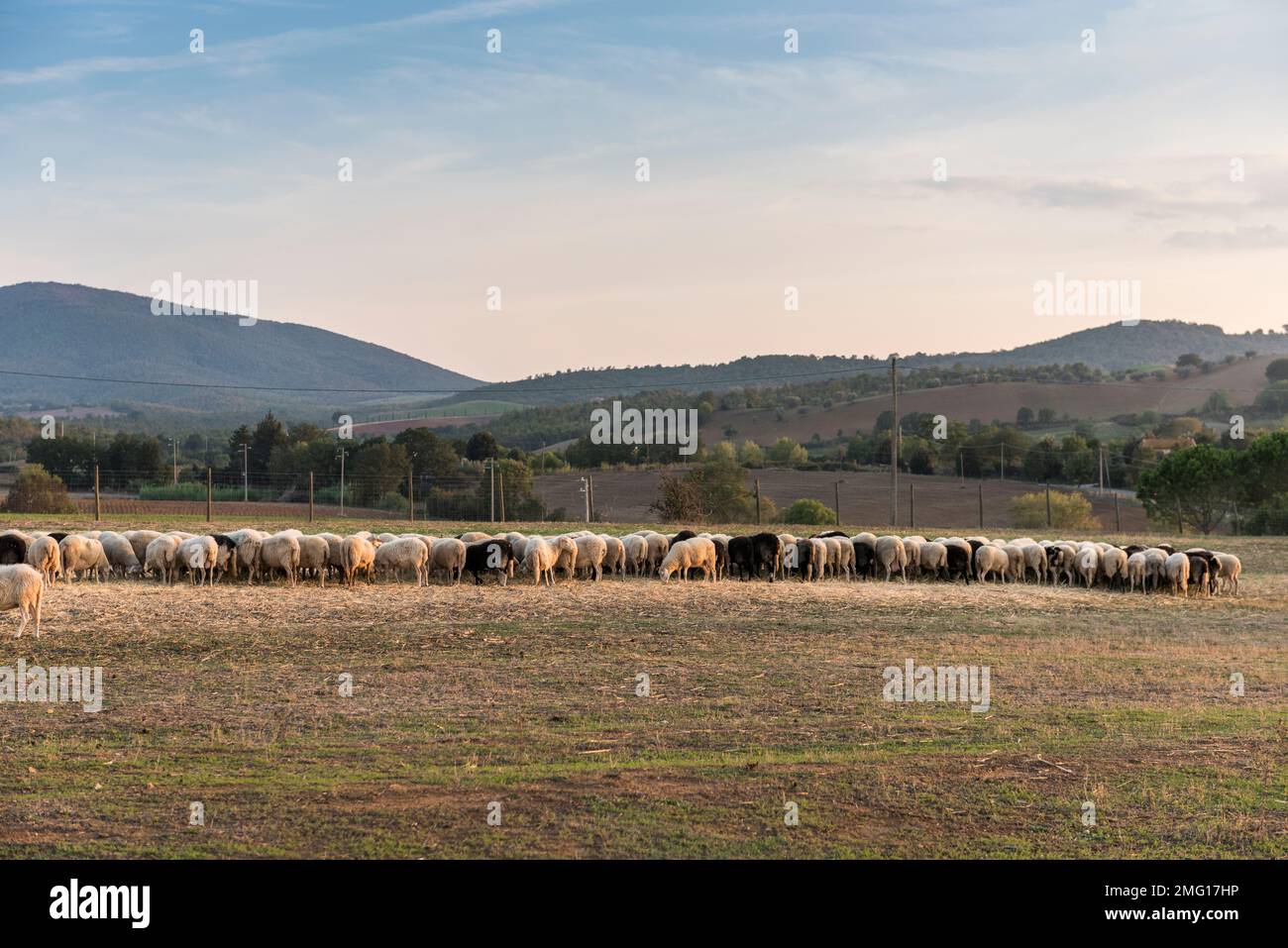 Tuscany, Italy - September 28, 2017: Field with sheep on farm ...
