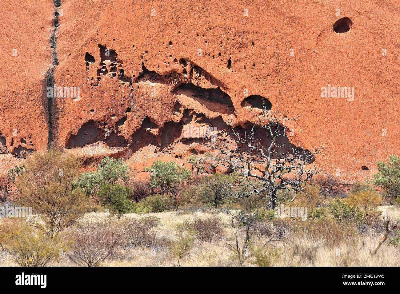 439 Dry tree at the foot of Uluru-Ayers Rock with hole-caves behind as ...