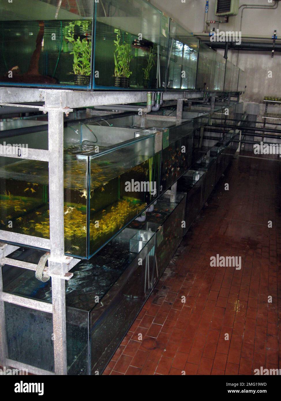 Wholesale tropical fish warehouse Stock Photo - Alamy
