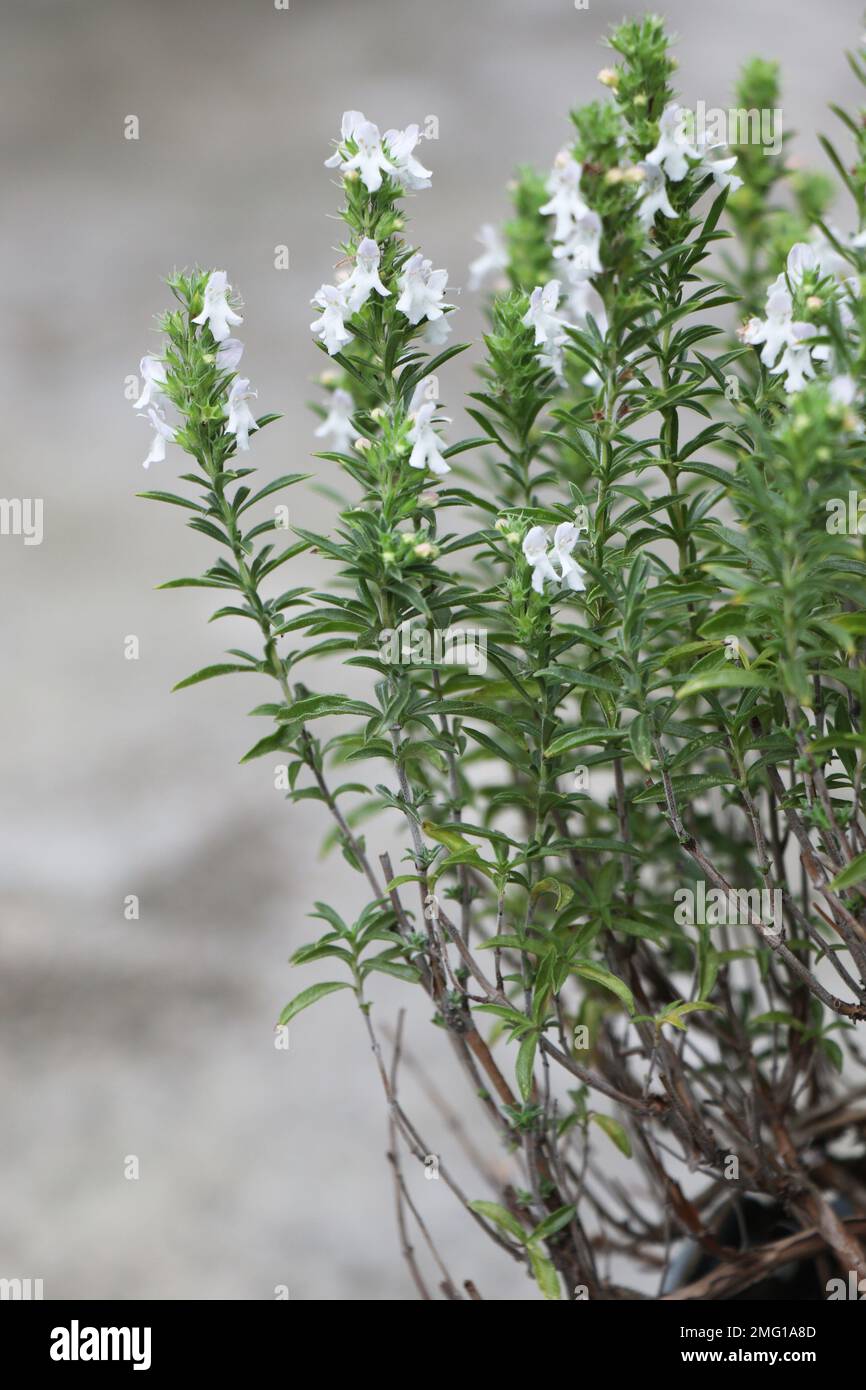Herb satureja montana hi-res stock photography and images - Alamy