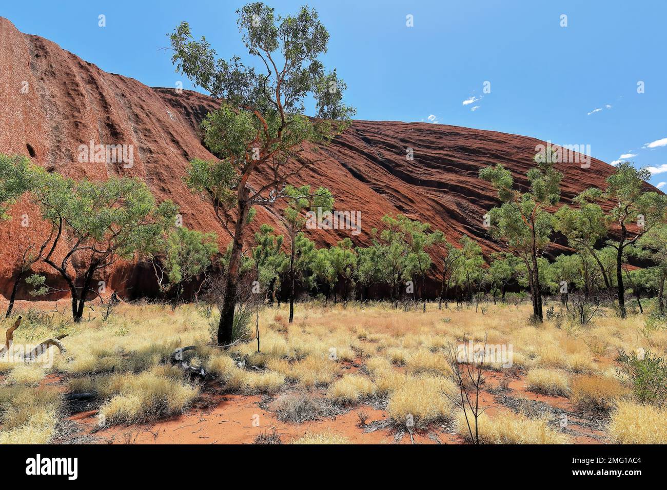 444 Uluru-Ayers Rock grooved southeast face behind desert bloodwood ...