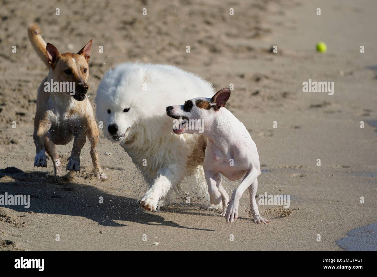 A group of dogs chase each other as they play on the shore at Haulover ...
