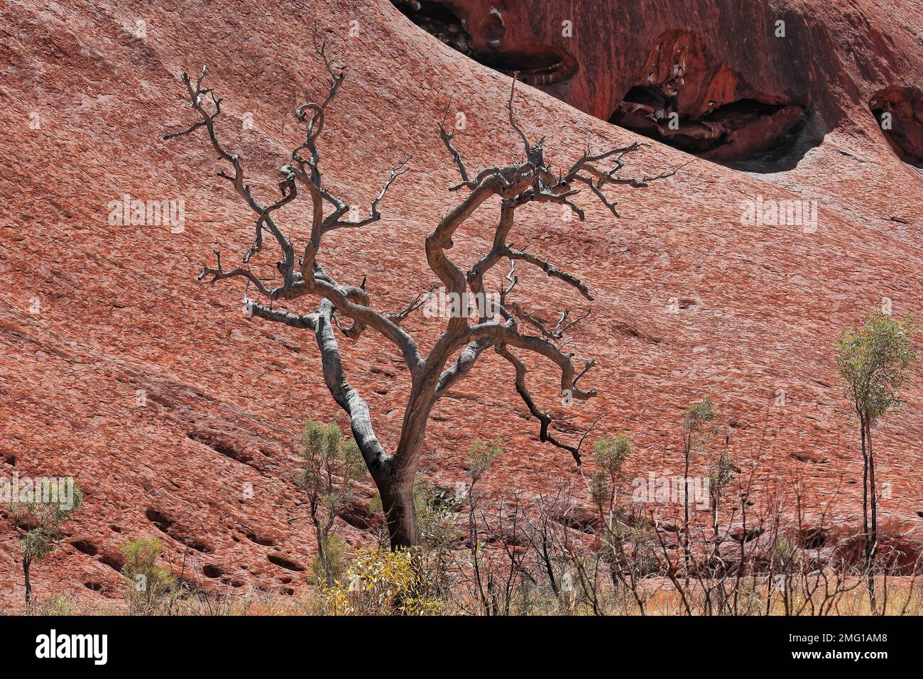 447 Dry desert bloodwood tree framing huge hole-cave in the rocky slope ...