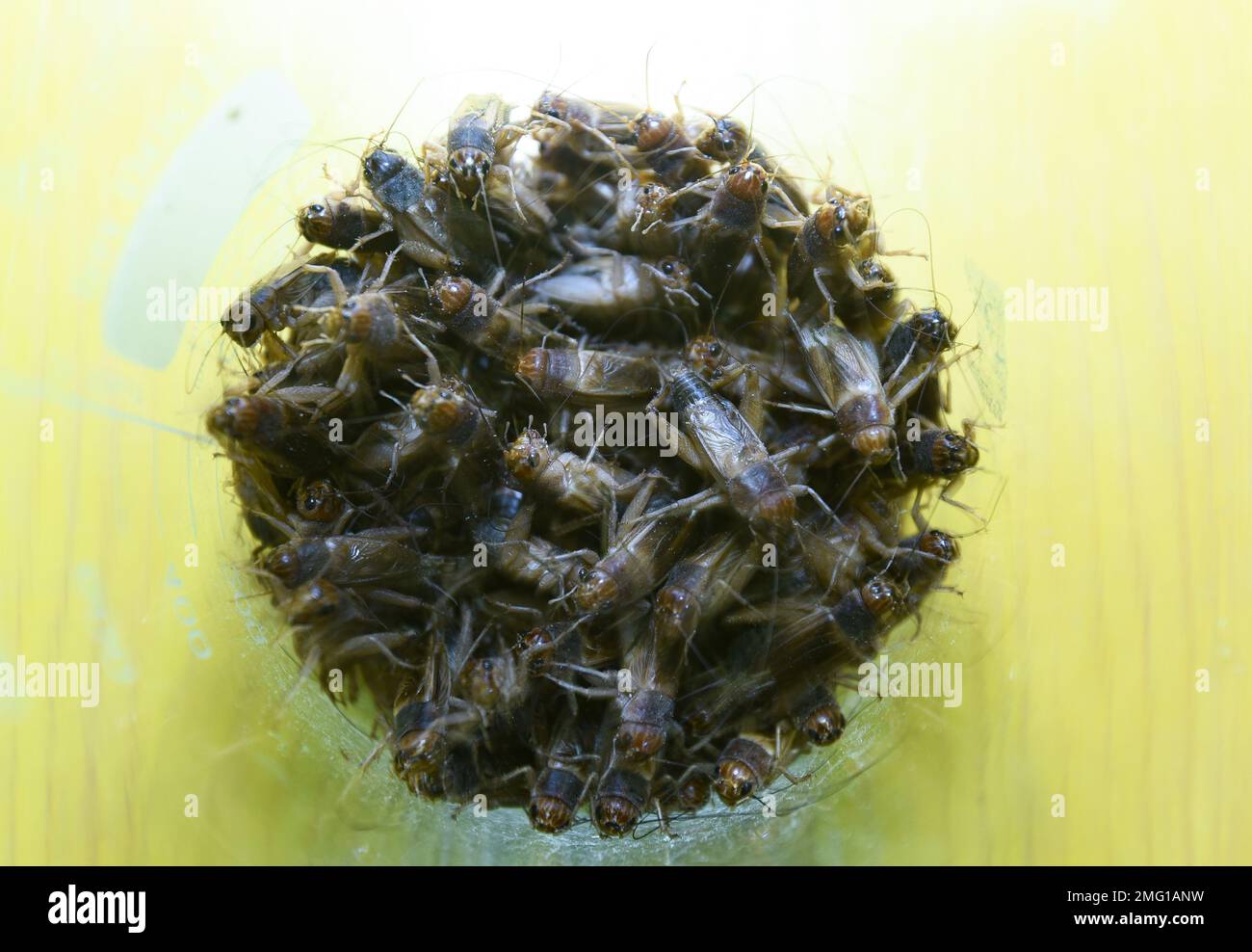 On Tuesday, the EU gave the green light to the sale of the larvae in ...