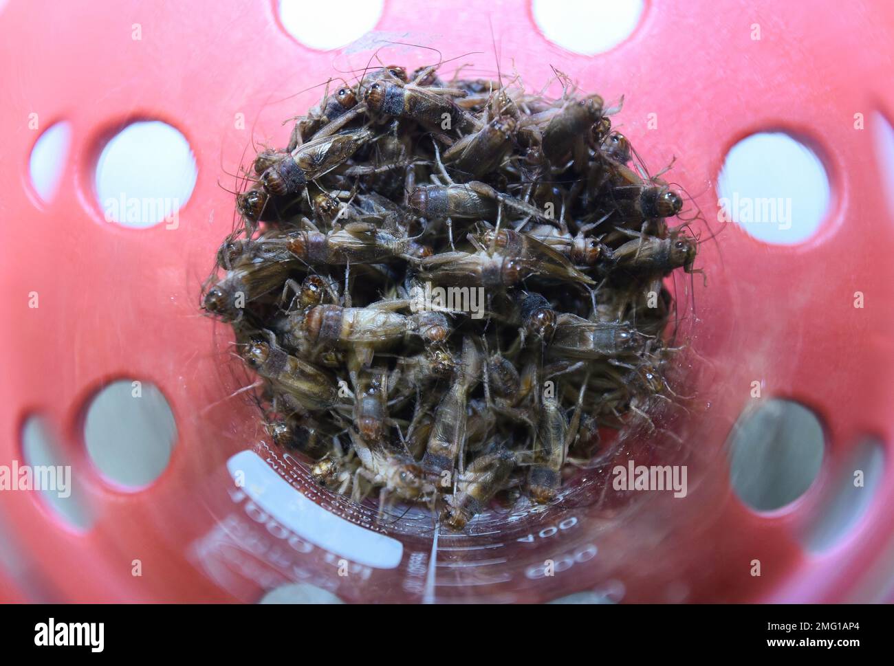 On Tuesday, the EU gave the green light to the sale of the larvae in ...
