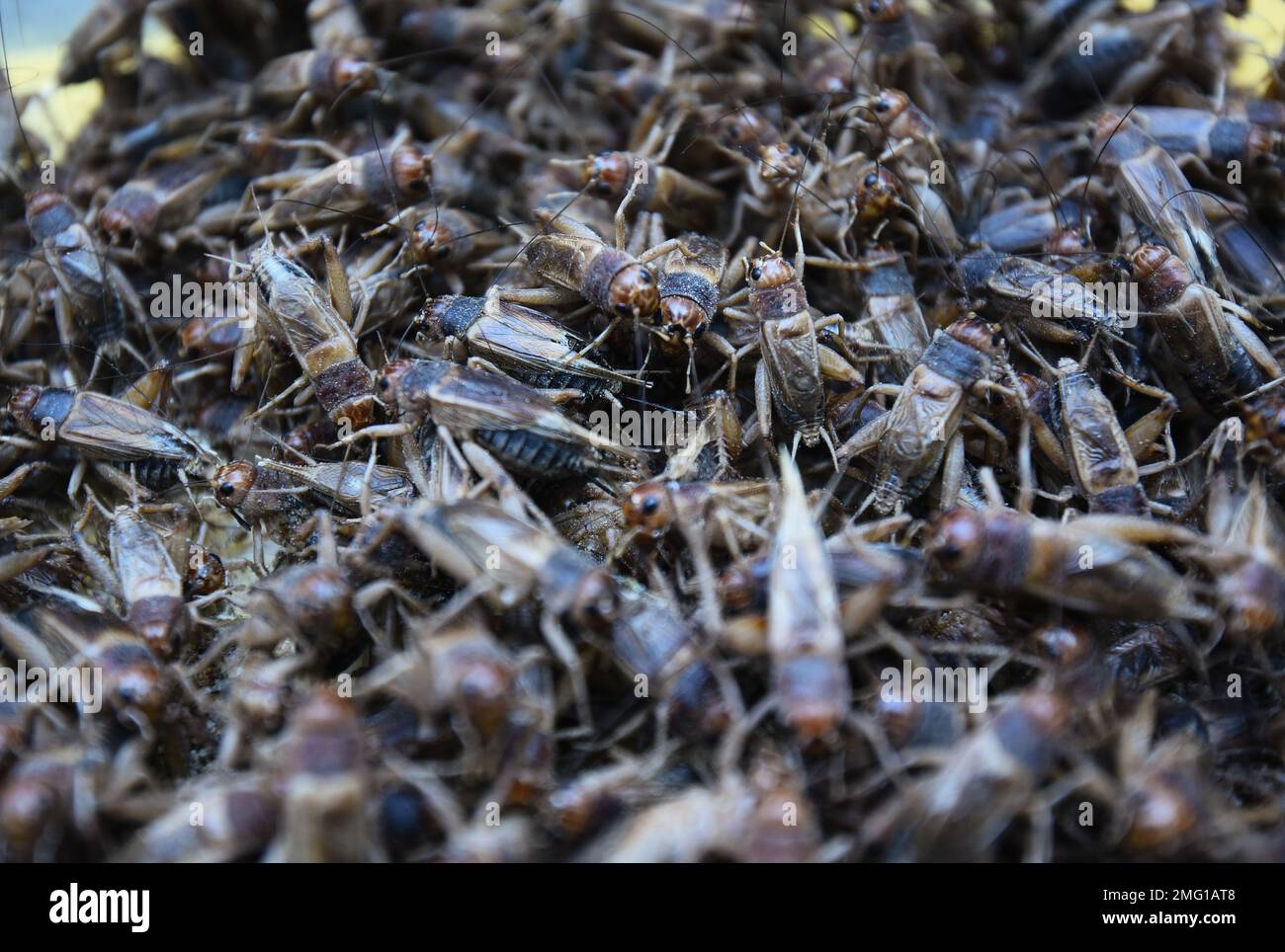 On Tuesday, the EU gave the green light to the sale of the larvae in ...