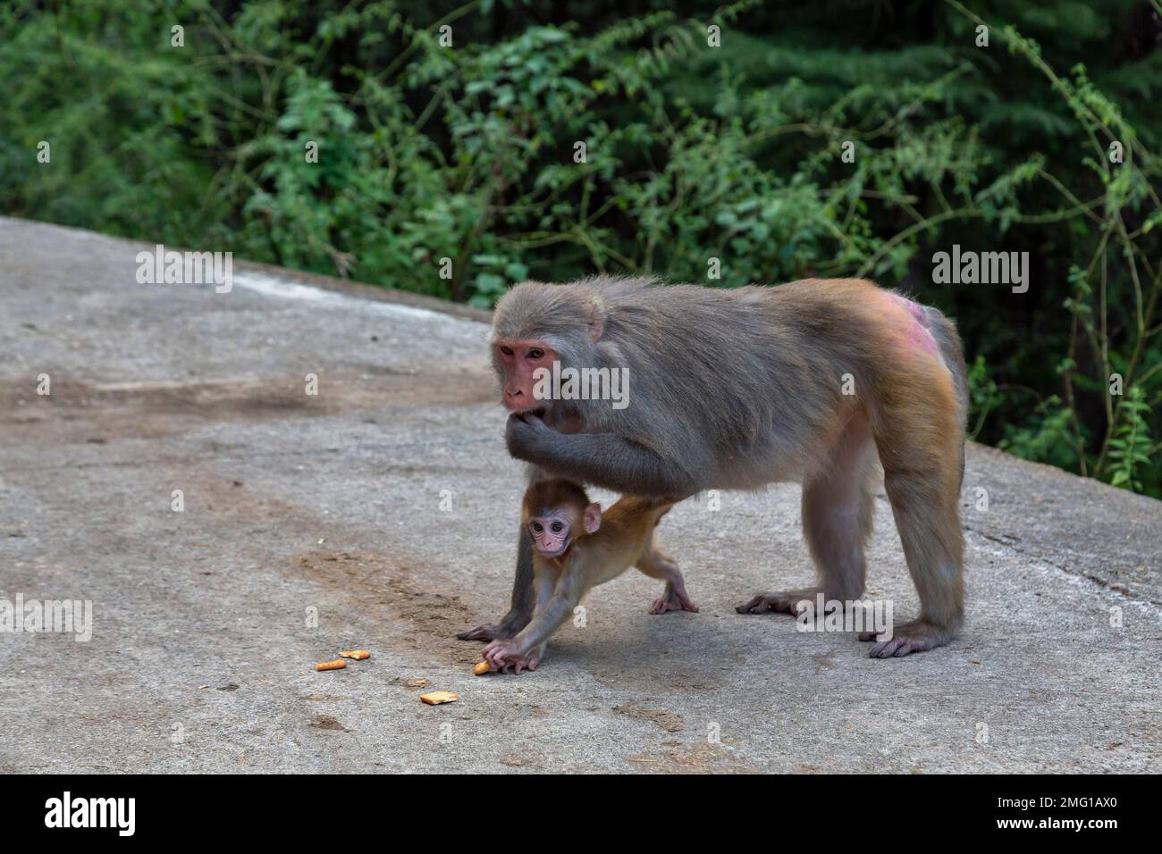 A baby macaque reaches out for a biscuit as its mother feeds on them in ...