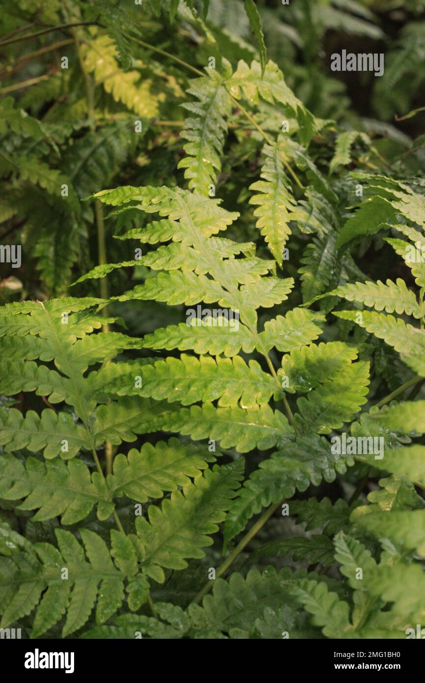 Beautiful bright summer green ferns growing in the wild jungle Stock ...