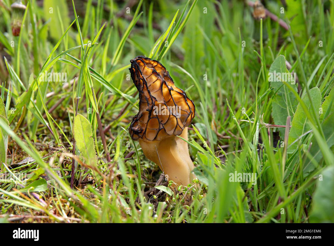 Seasonal spring mushroom Morchella conica called black morel growing ...