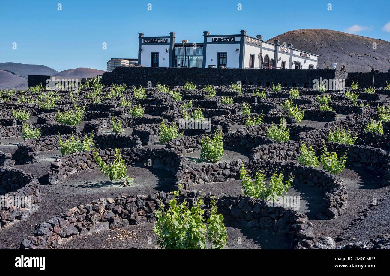 Vineyard and Bodego in the wine growing region of La Geria in Lanzarote ...