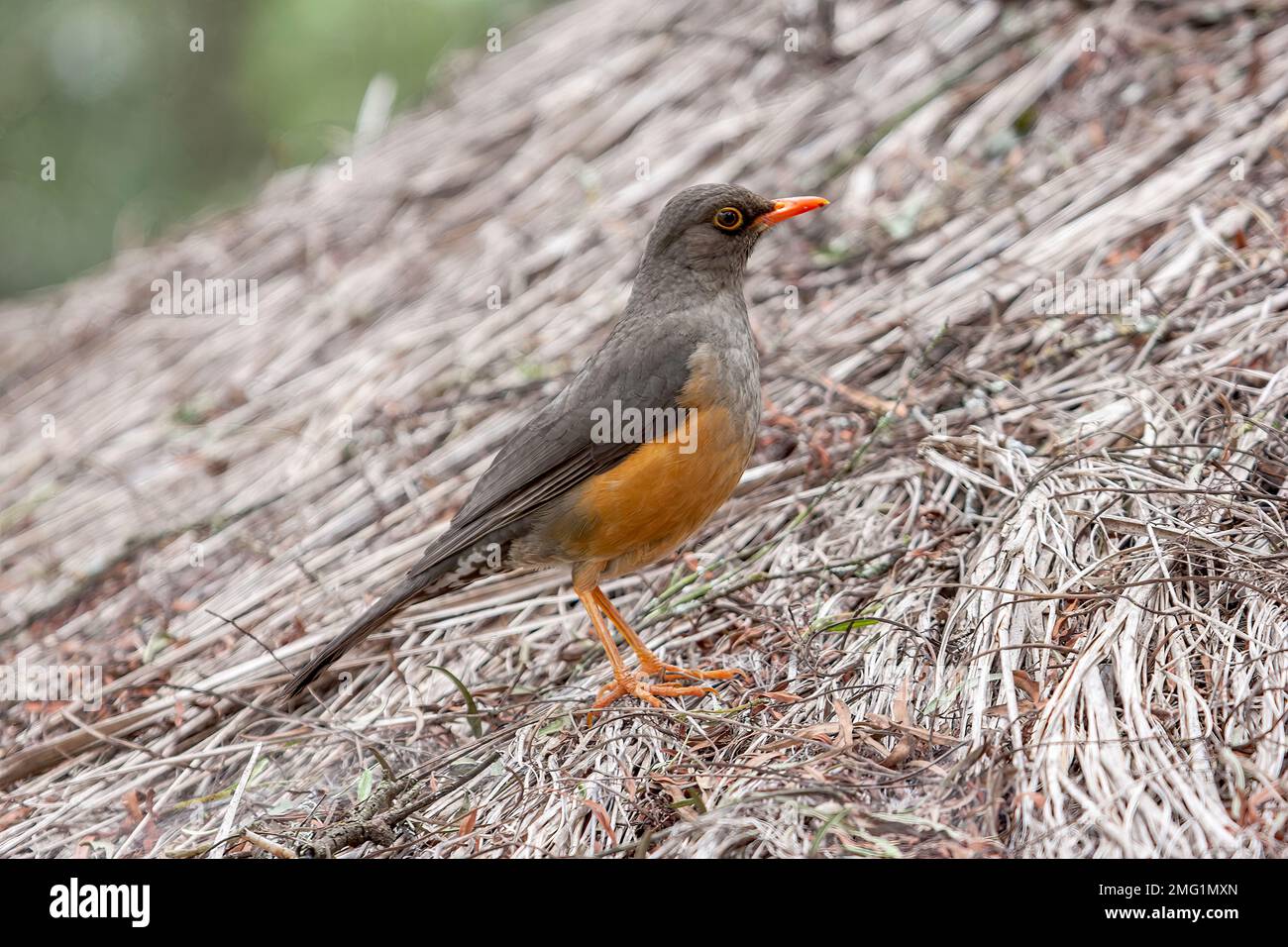 Omnivore omnivores omnivorous savanna hi-res stock photography and ...