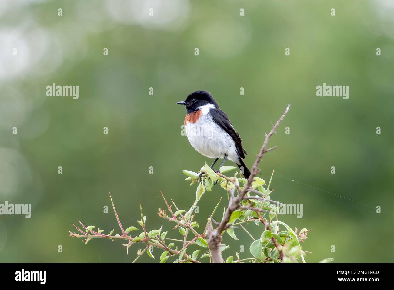 Male african stonechat hi-res stock photography and images - Alamy