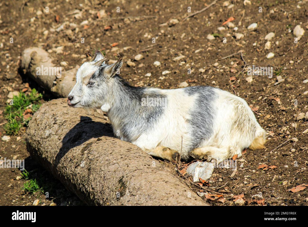 zoo animals in germany Stock Photo - Alamy