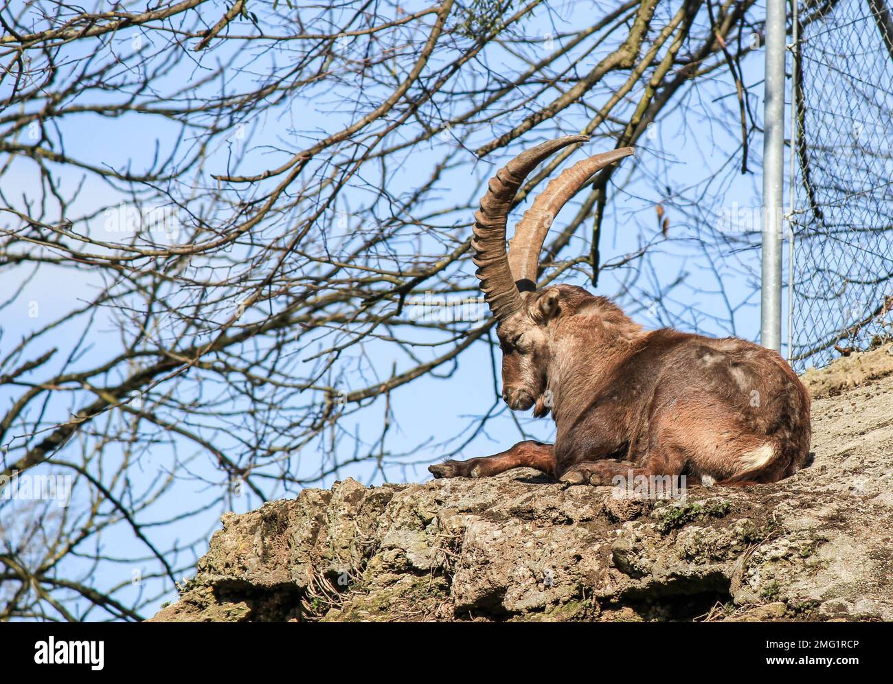 zoo animals in germany Stock Photo - Alamy