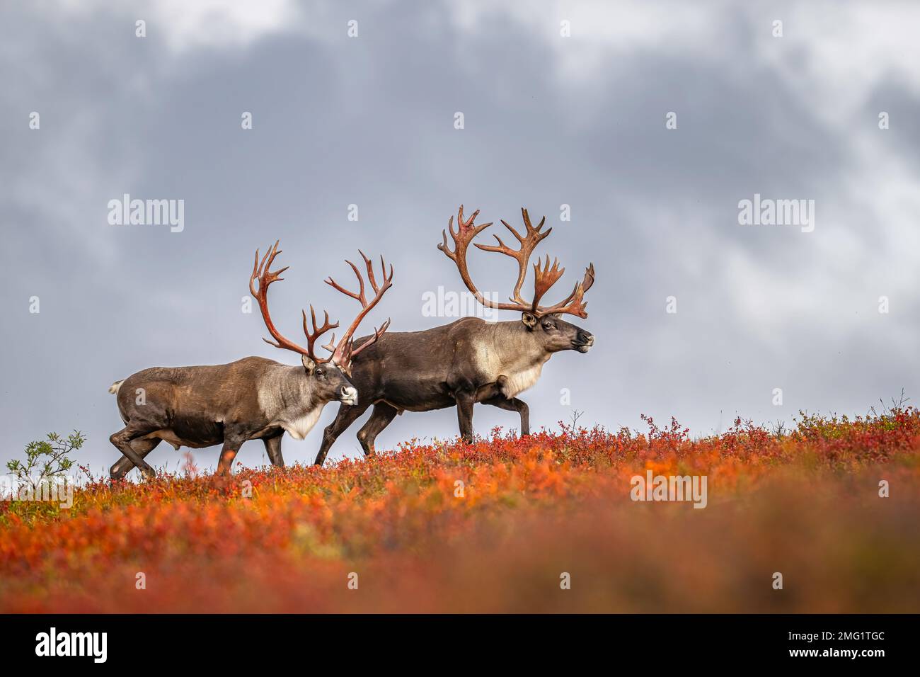 Bull Caribou in fall color Stock Photo - Alamy