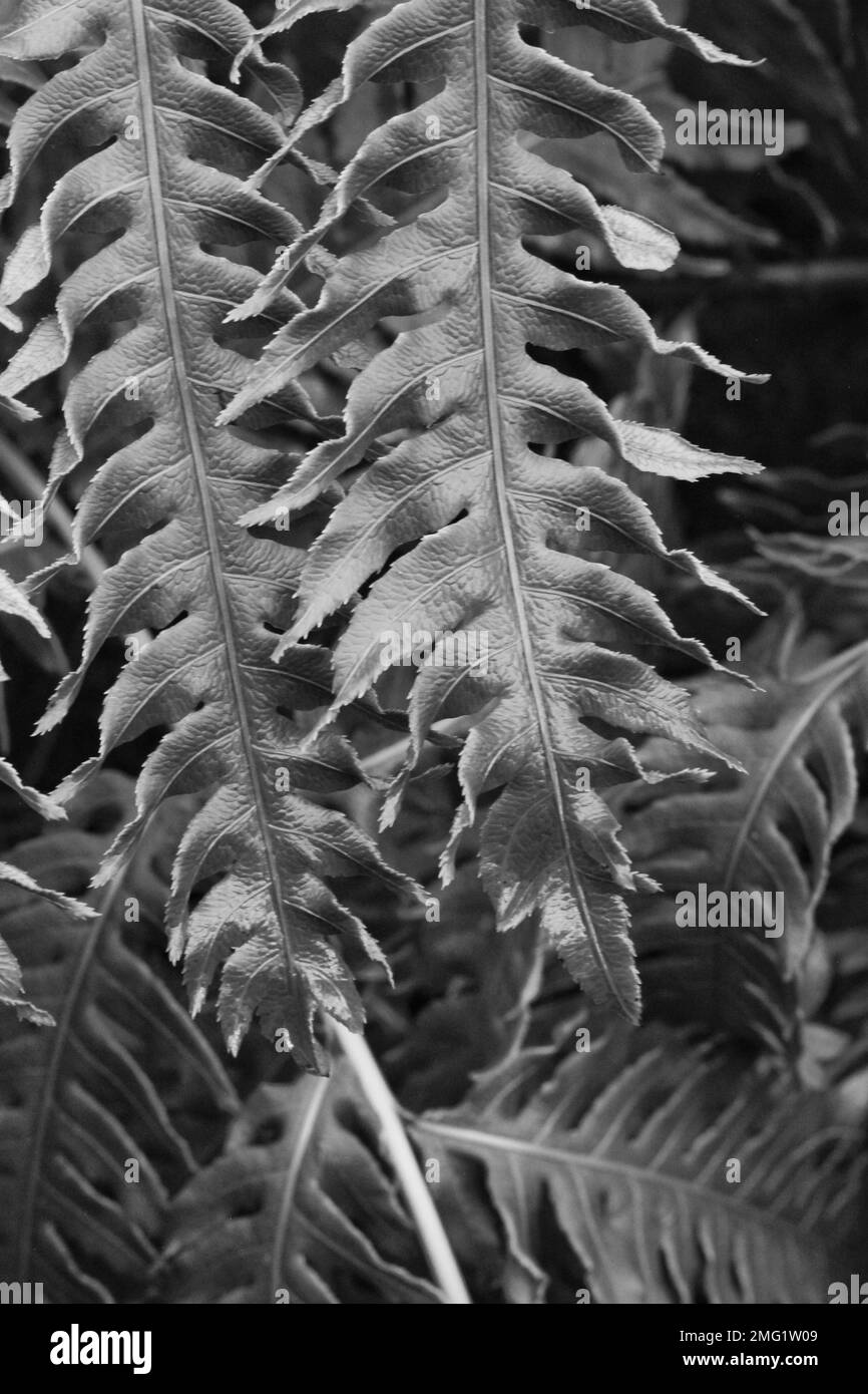 Beautiful leafy ferns growing in the tropical jungle in a black and ...