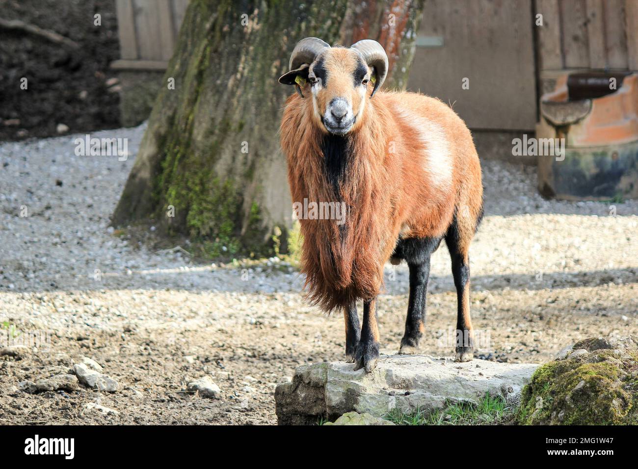 zoo animals in germany Stock Photo - Alamy