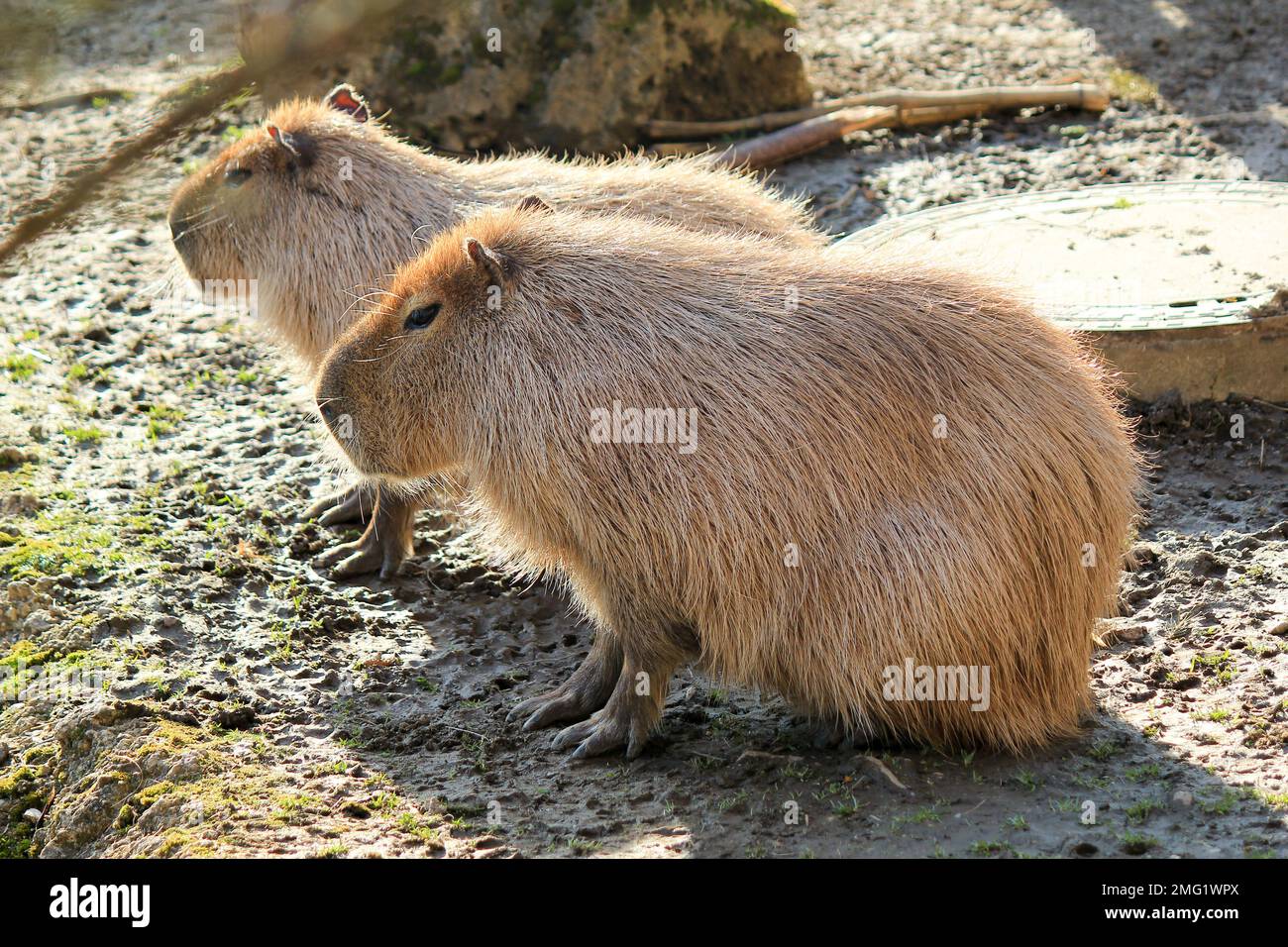 zoo animals in germany Stock Photo - Alamy