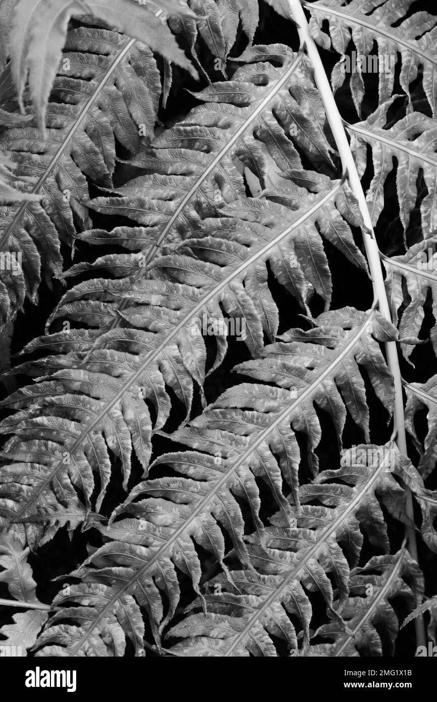 Beautiful leafy ferns growing in the tropical jungle in a black and ...