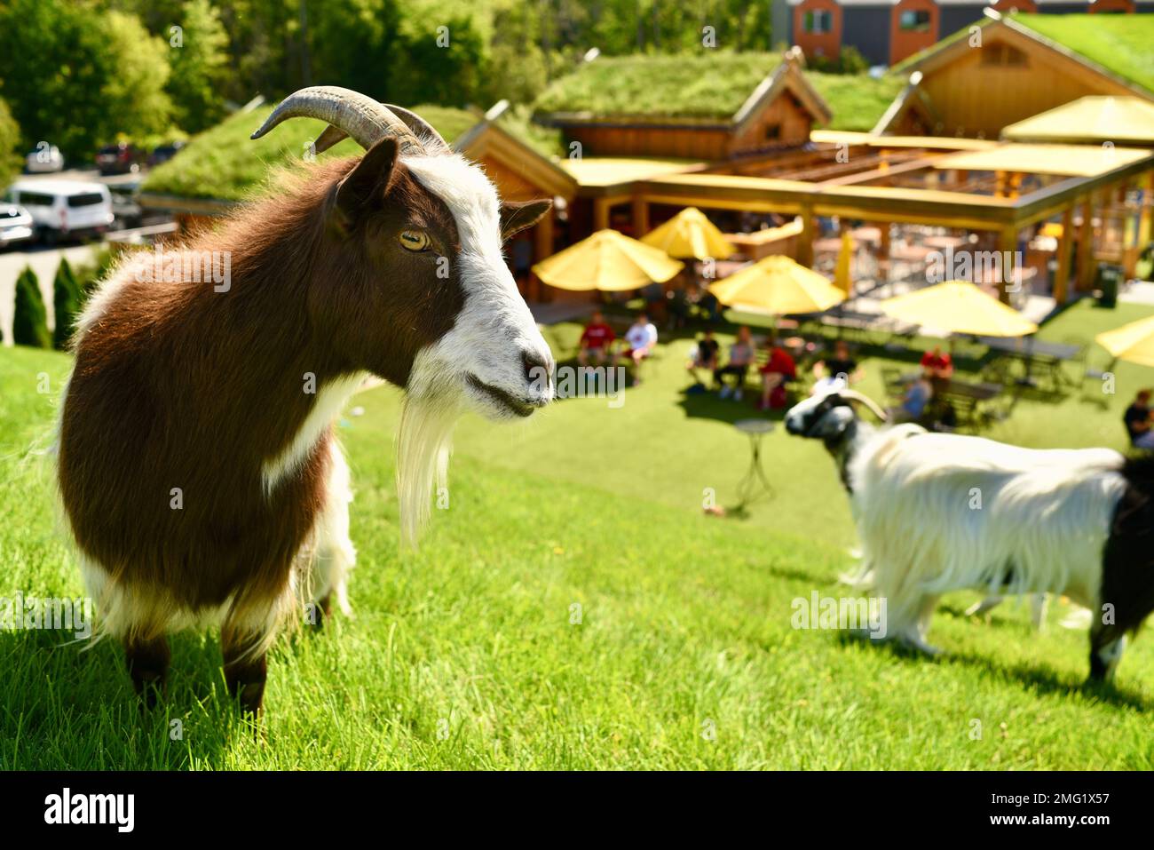 Al johnsons restaurant hi-res stock photography and images - Alamy