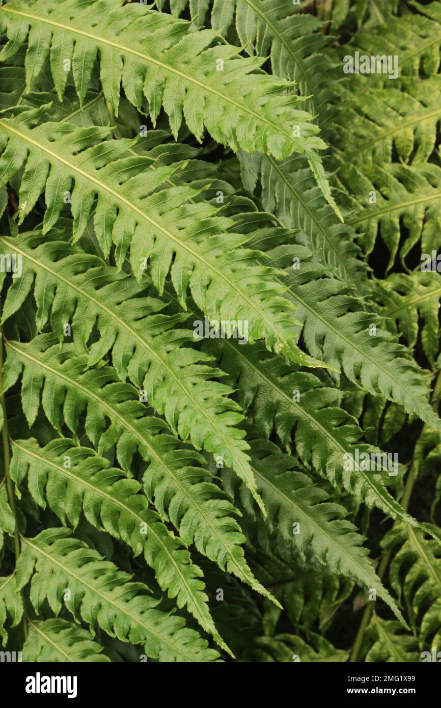 Beautiful bright summer green ferns growing in the wild jungle Stock ...