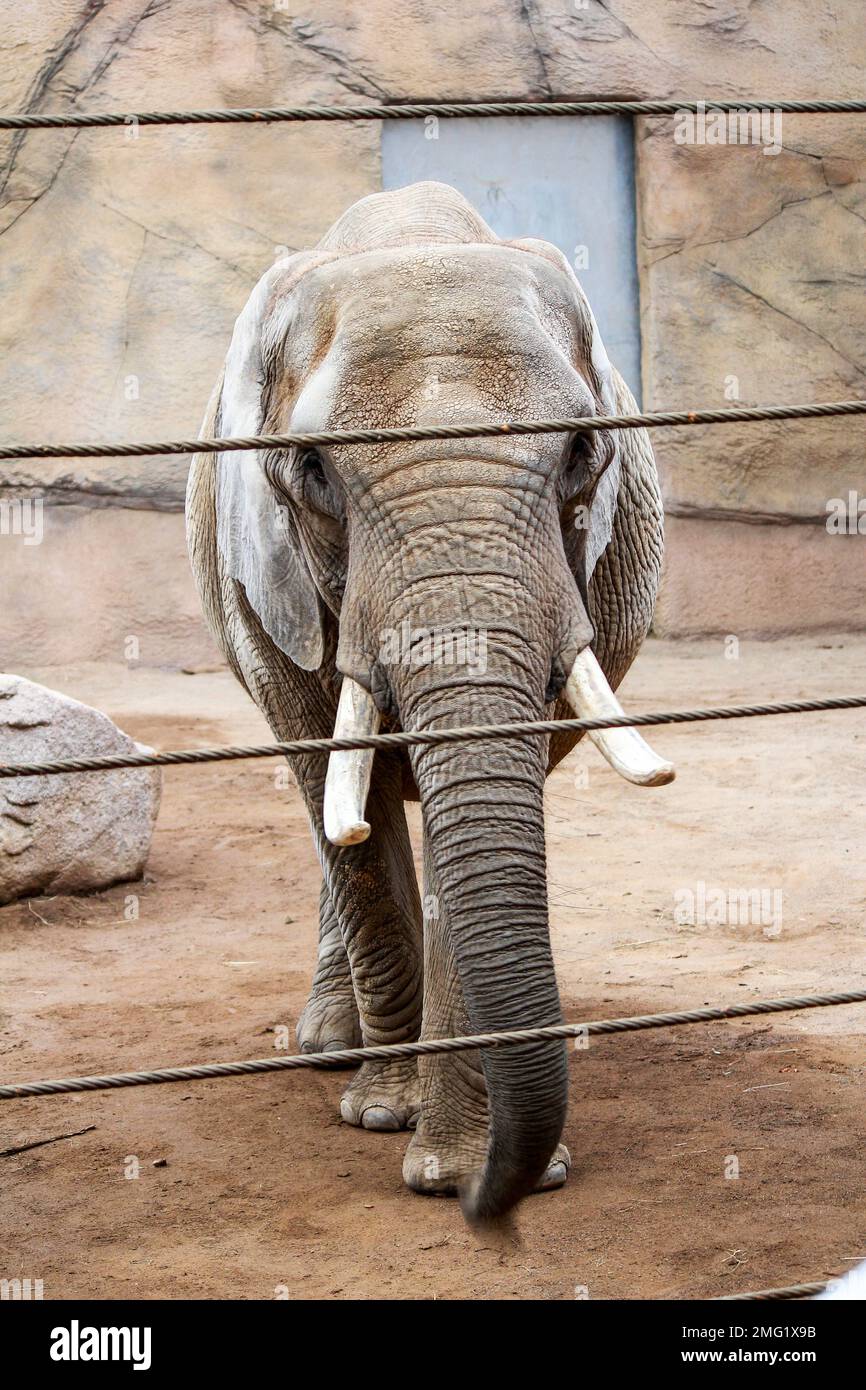 zoo animals in germany Stock Photo - Alamy