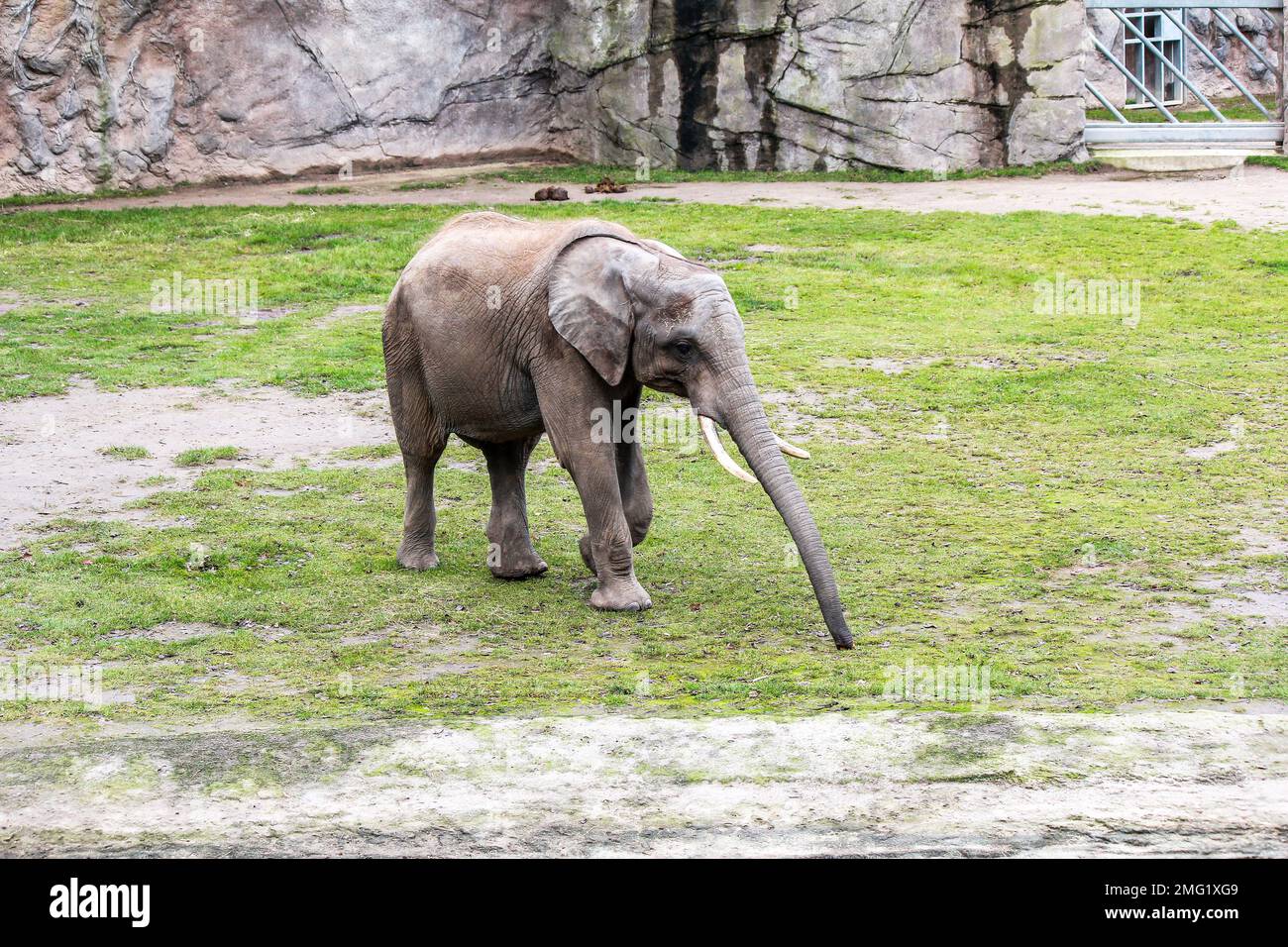 zoo animals in germany Stock Photo - Alamy