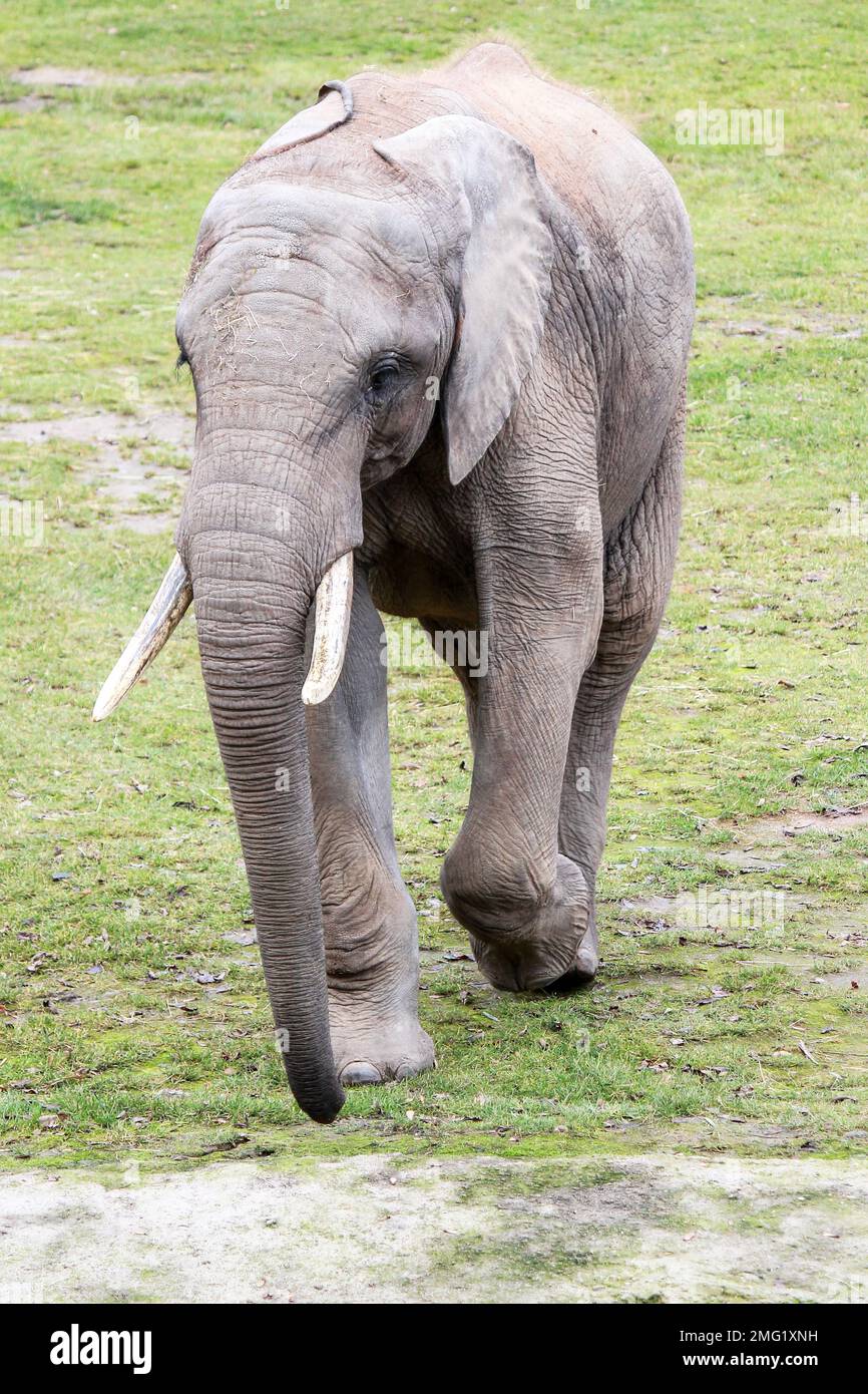 zoo animals in germany Stock Photo - Alamy