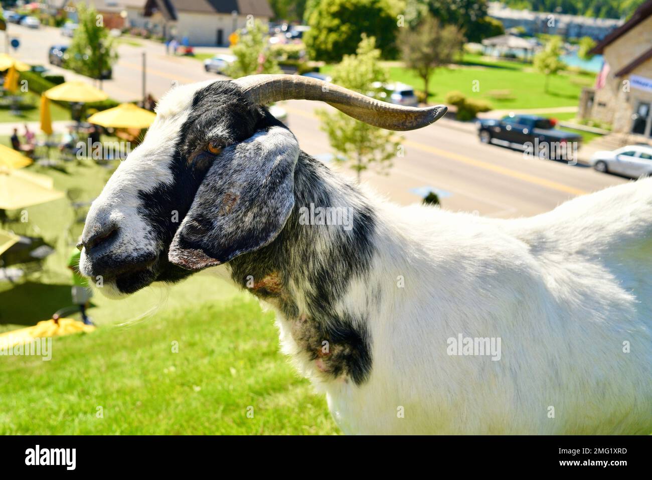 Goats graze on the grassy roof of Al Johnson's Swedish Restaurant and ...