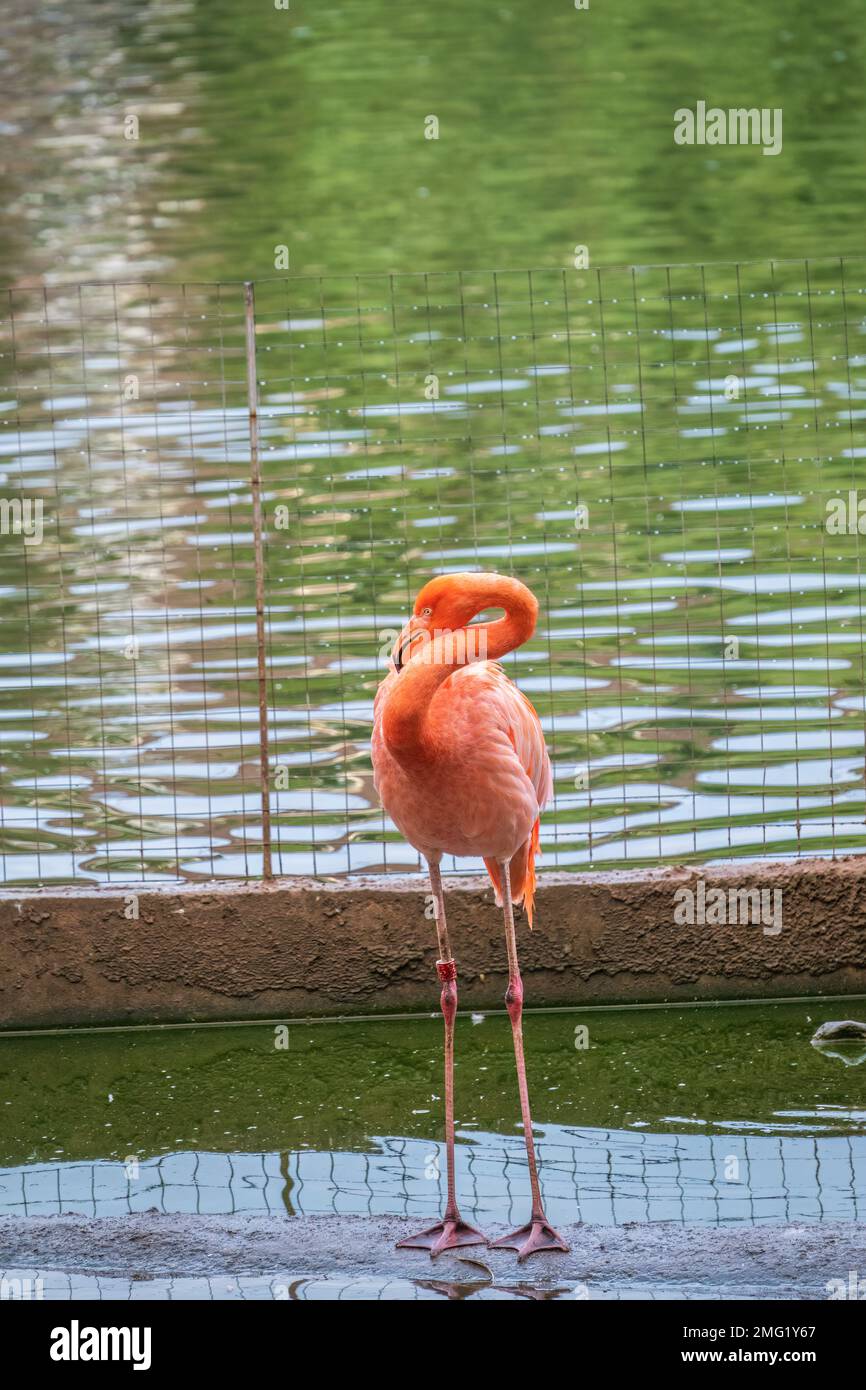 The American flamingo Phoenicopterus ruber standing in water on lake ...
