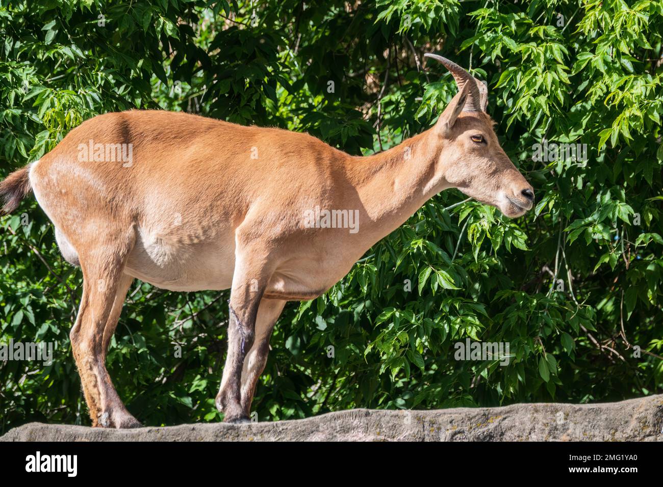 Mountain goat or East caucasian tur, female, latin name Carpa ...