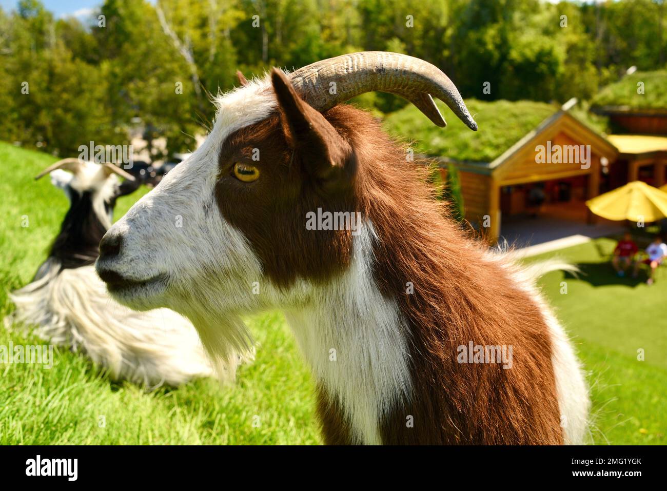 Goats graze on the grassy roof of Al Johnson's Swedish Restaurant and ...