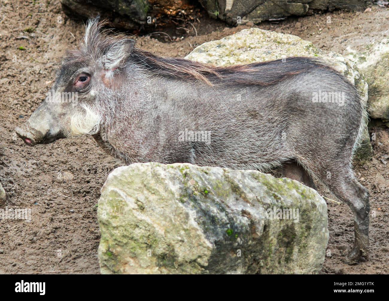 zoo animals in germany Stock Photo - Alamy