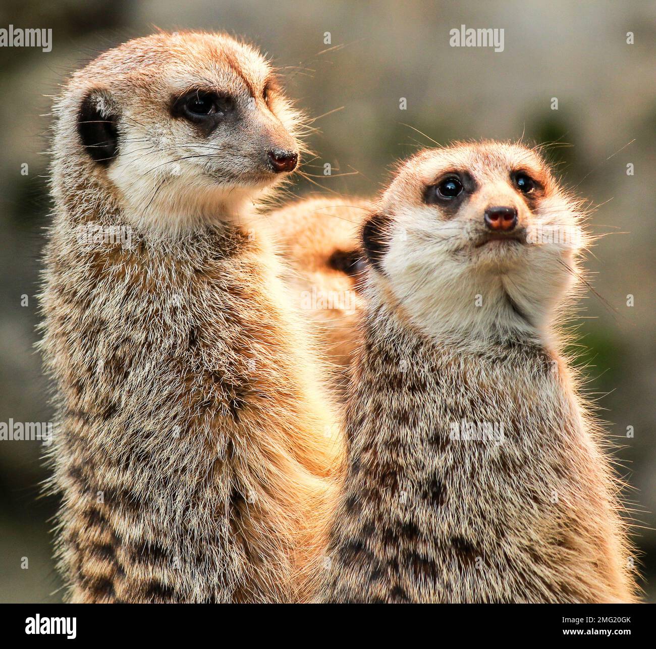 zoo animals in germany Stock Photo - Alamy