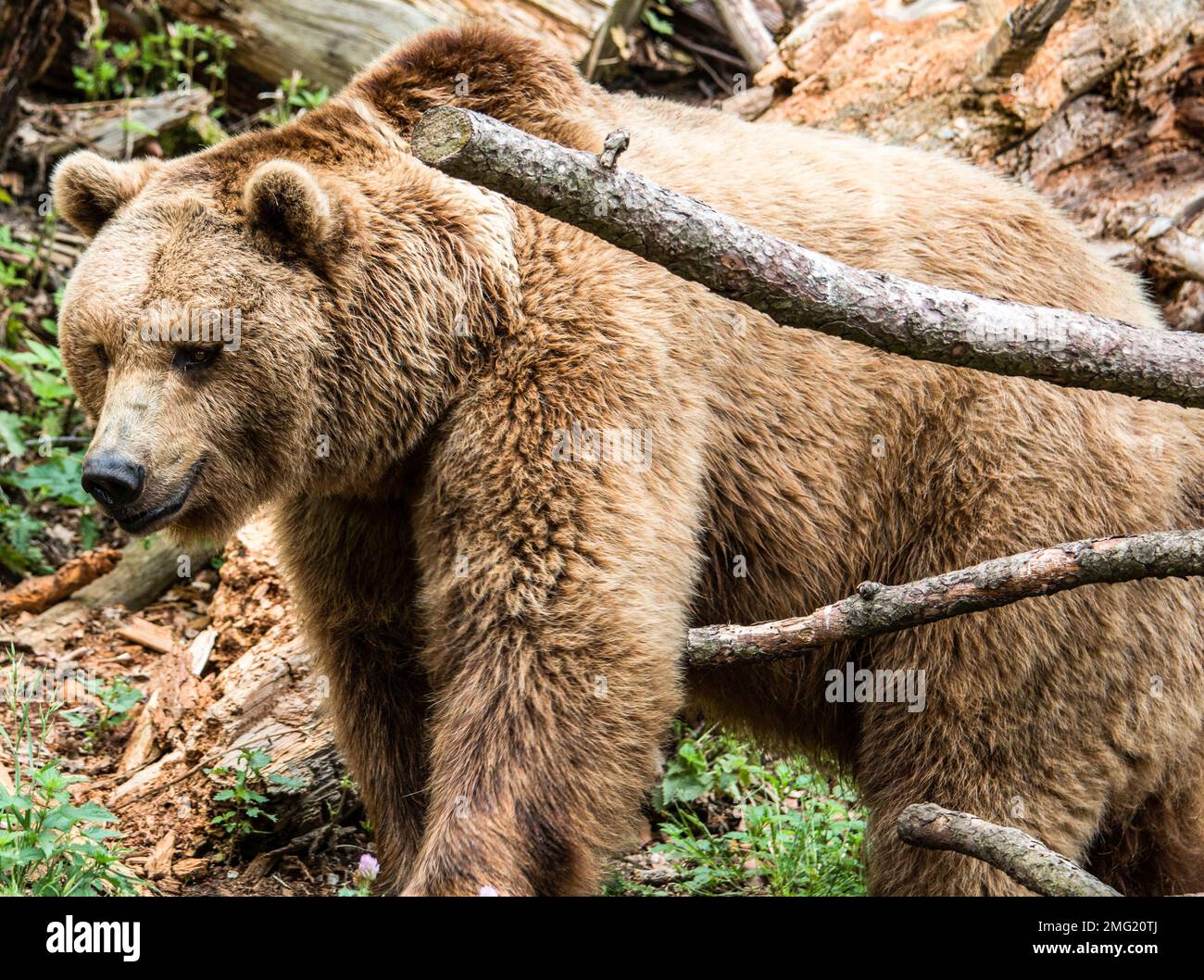 zoo animals in germany Stock Photo - Alamy