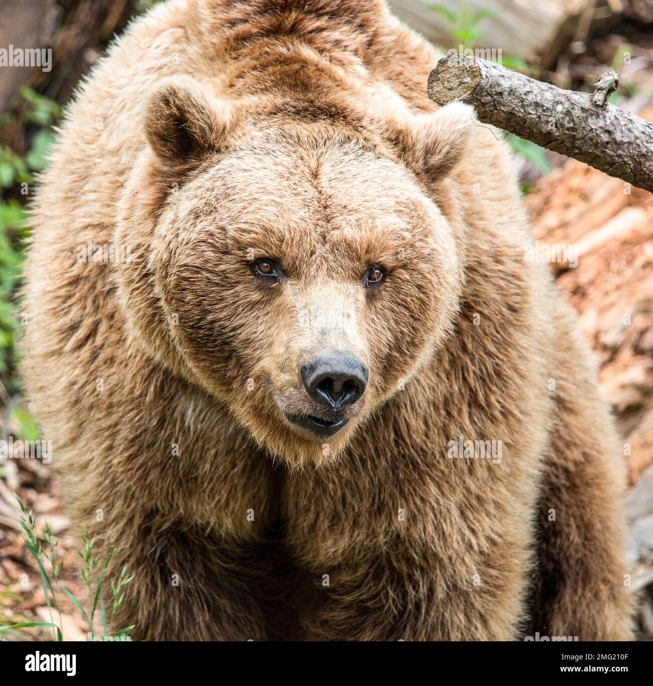 zoo animals in germany Stock Photo - Alamy