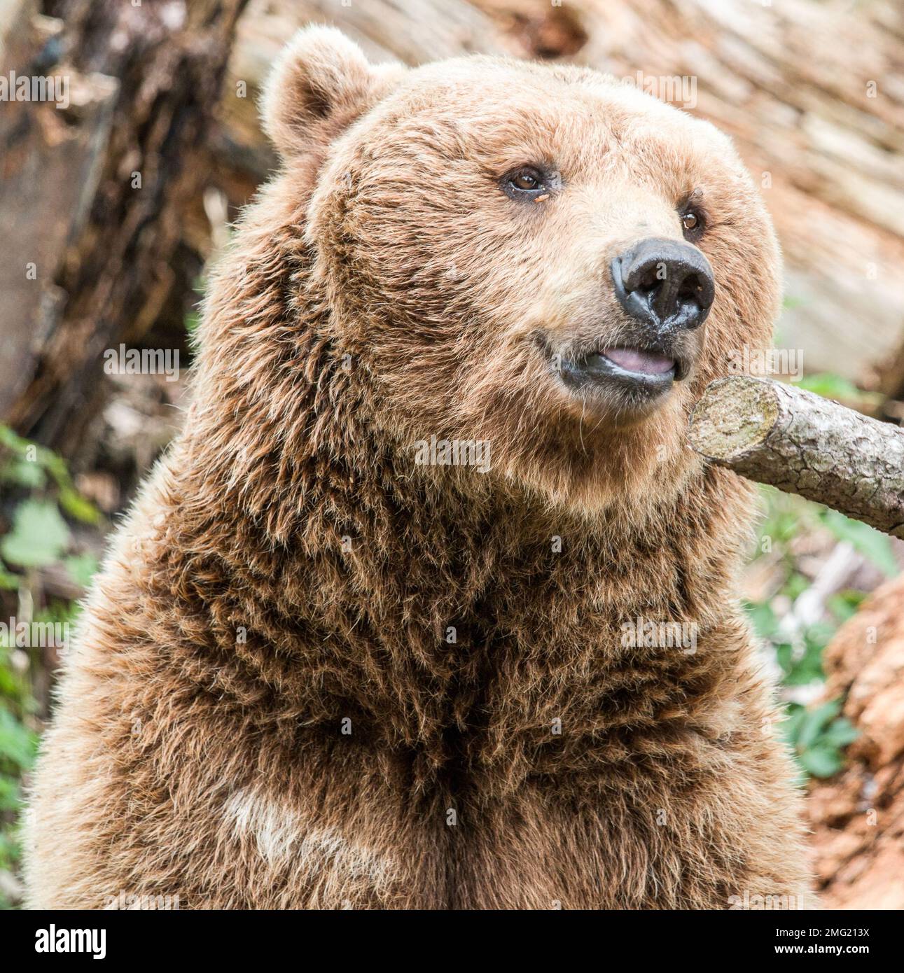 zoo animals in germany Stock Photo - Alamy