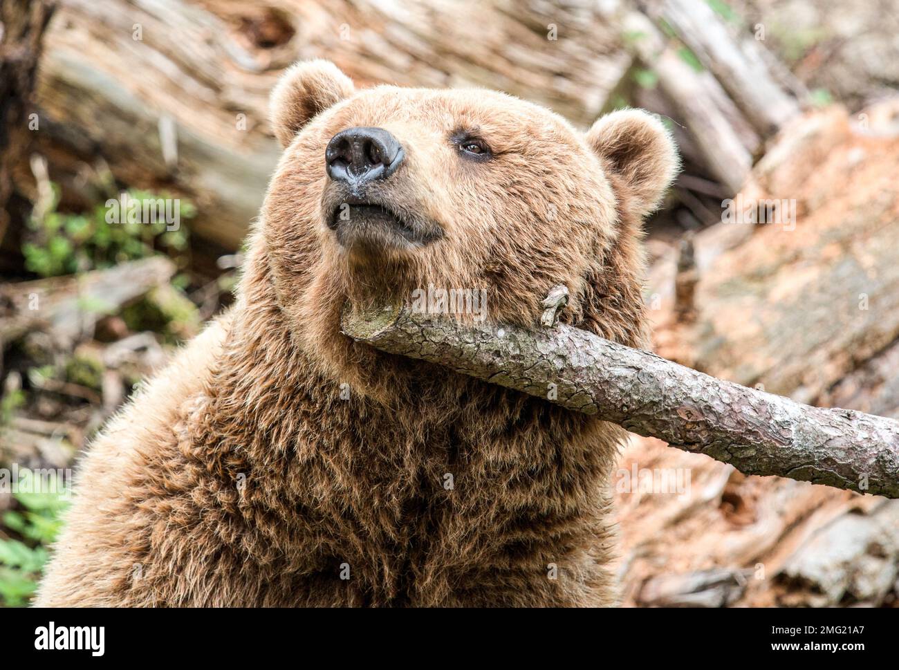 zoo animals in germany Stock Photo - Alamy