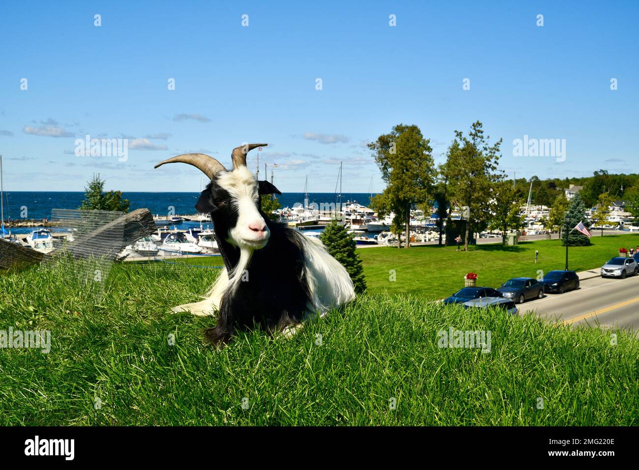 Goats graze on the grassy roof of Al Johnson's Swedish Restaurant and ...