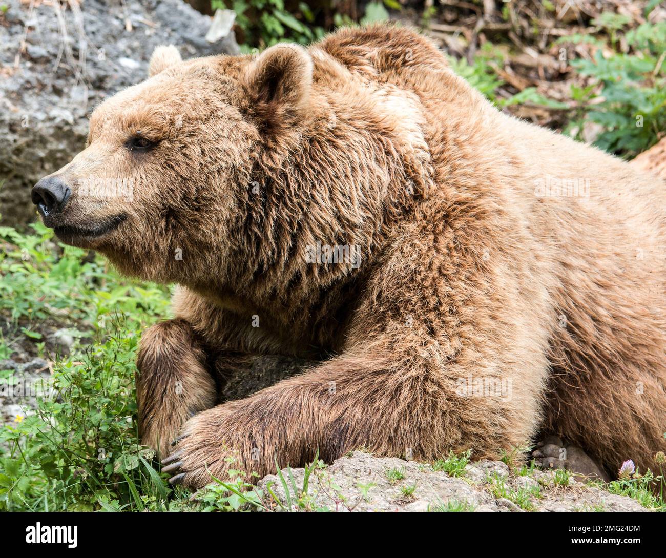 zoo animals in germany Stock Photo - Alamy