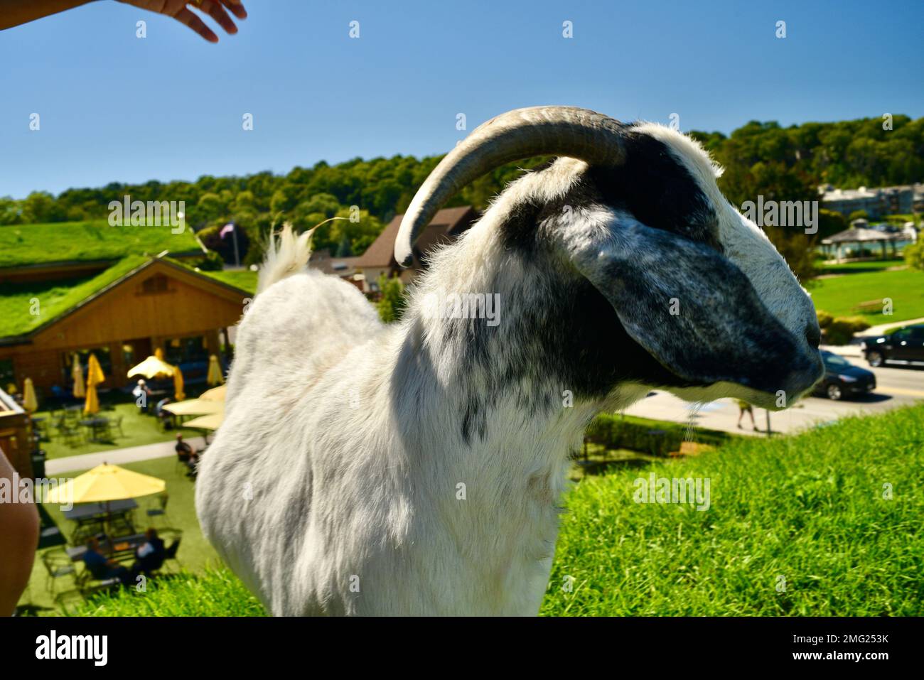 Al johnson’s swedish restaurant hi-res stock photography and images - Alamy