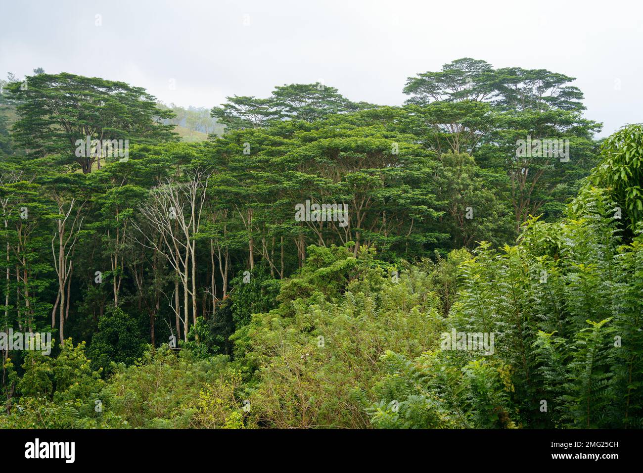 Forest in Sri Lanka Stock Photo - Alamy