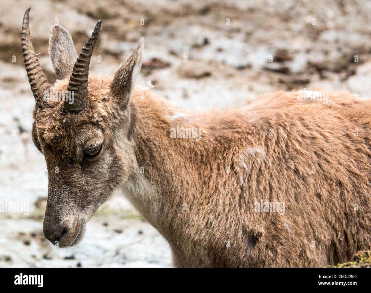 zoo animals in germany Stock Photo - Alamy
