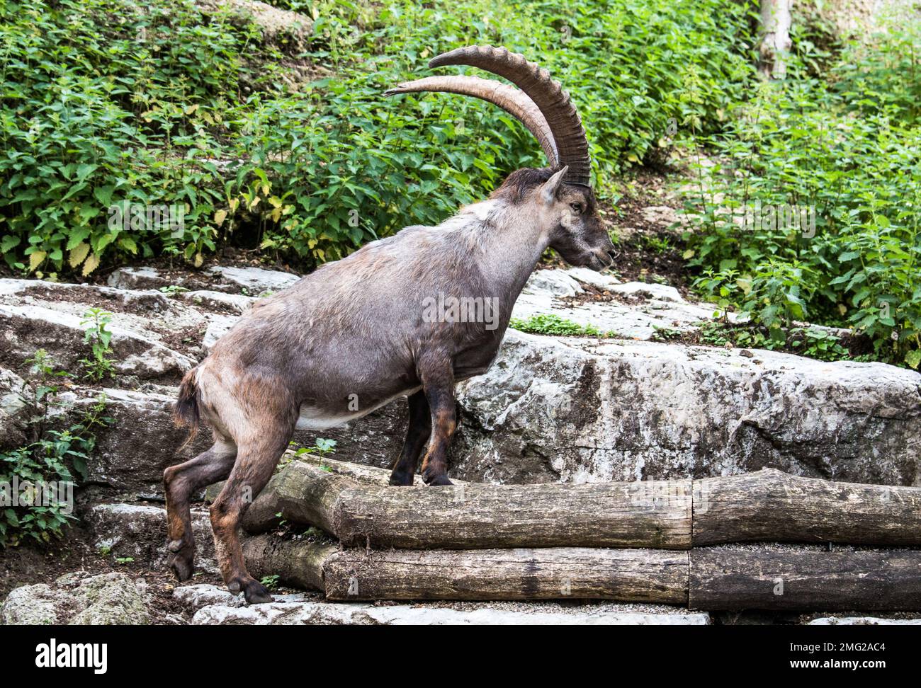 zoo animals in germany Stock Photo - Alamy