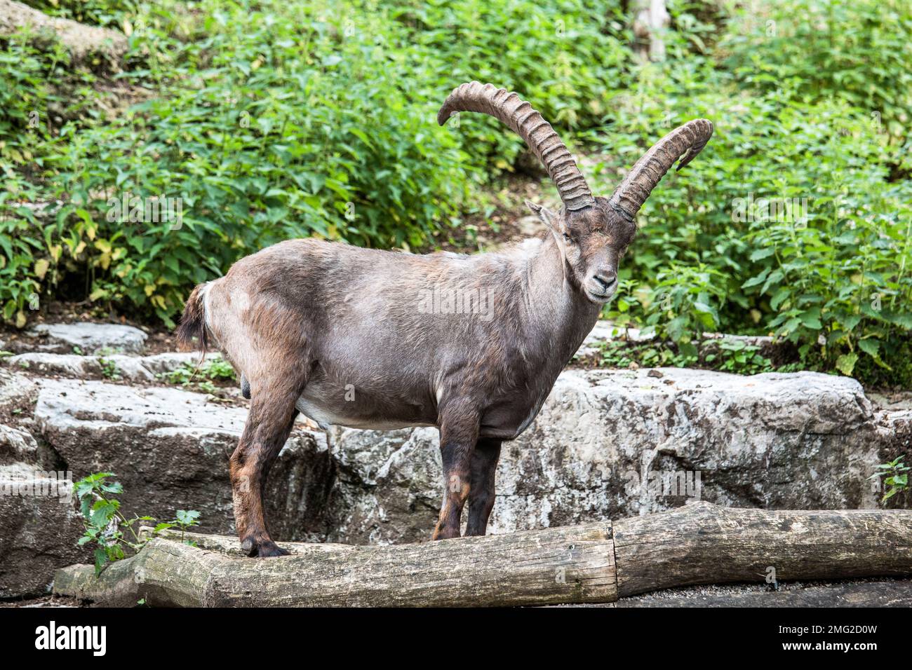 zoo animals in germany Stock Photo - Alamy