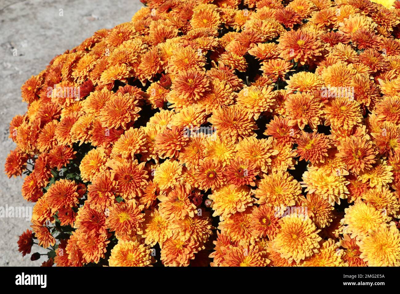 Pot with orange chrysanthemum. Outdoor Fall Decorating. Spicy Orange ...