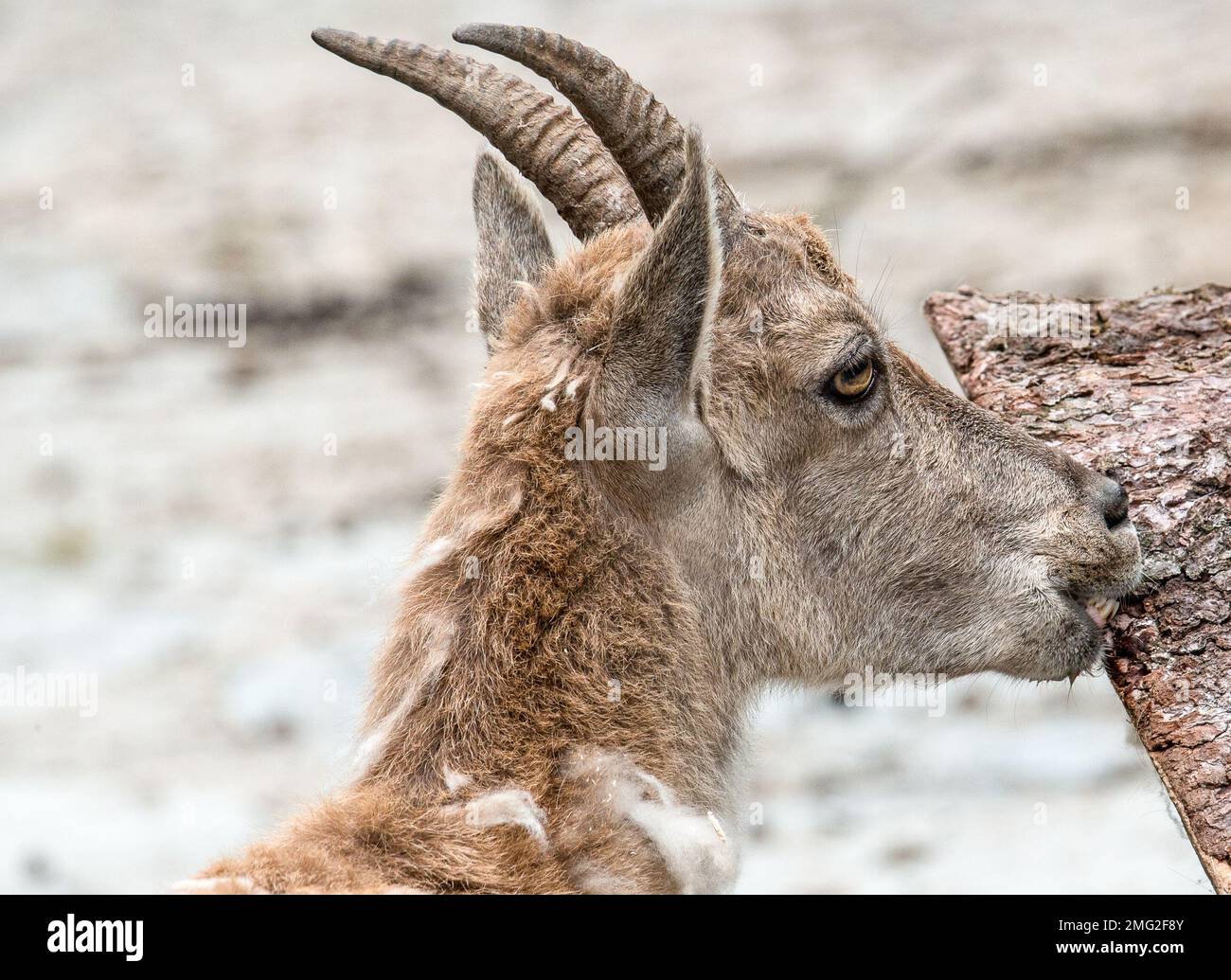zoo animals in germany Stock Photo - Alamy