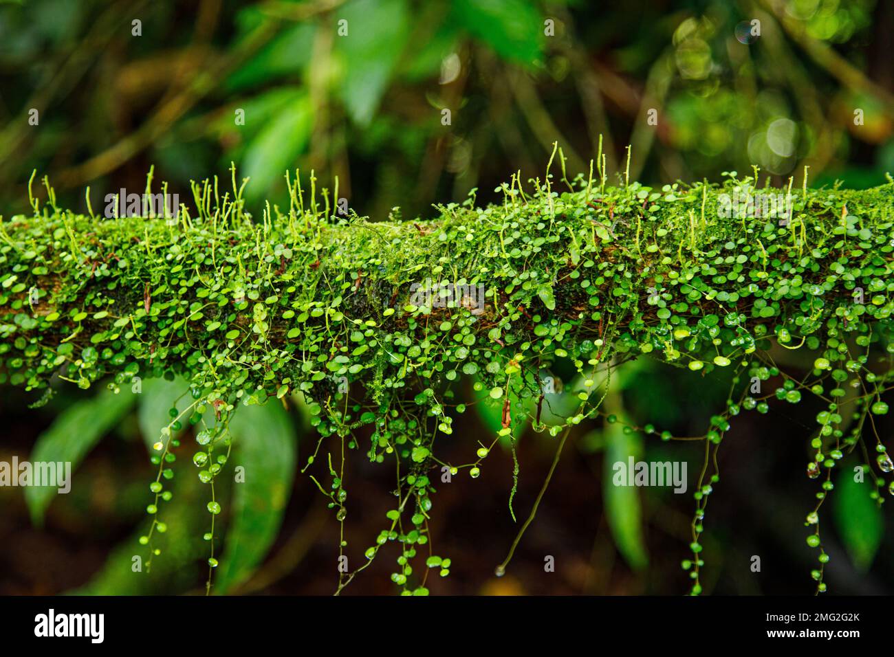 Species of ferns hi-res stock photography and images - Alamy