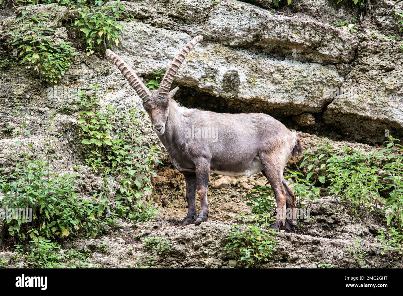 zoo animals in germany Stock Photo - Alamy